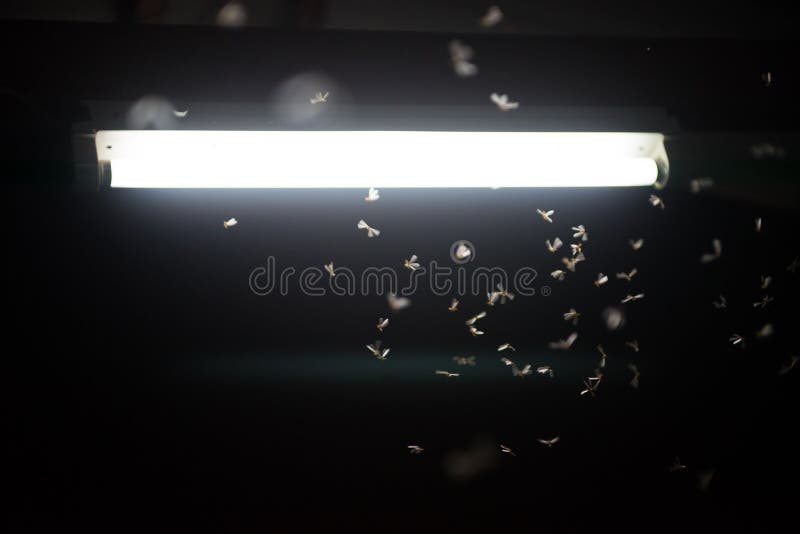 BLUR Moth Flying in the Fire ,the Neon Light in Night Time, it`s ...