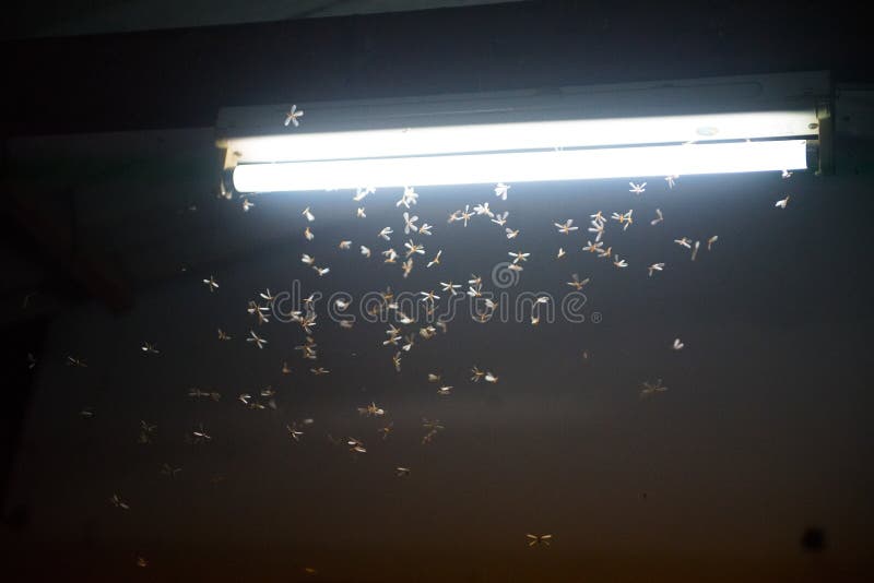 Moth Flying in the Fire ,the Neon Light in Night Time, it& X27;s ...