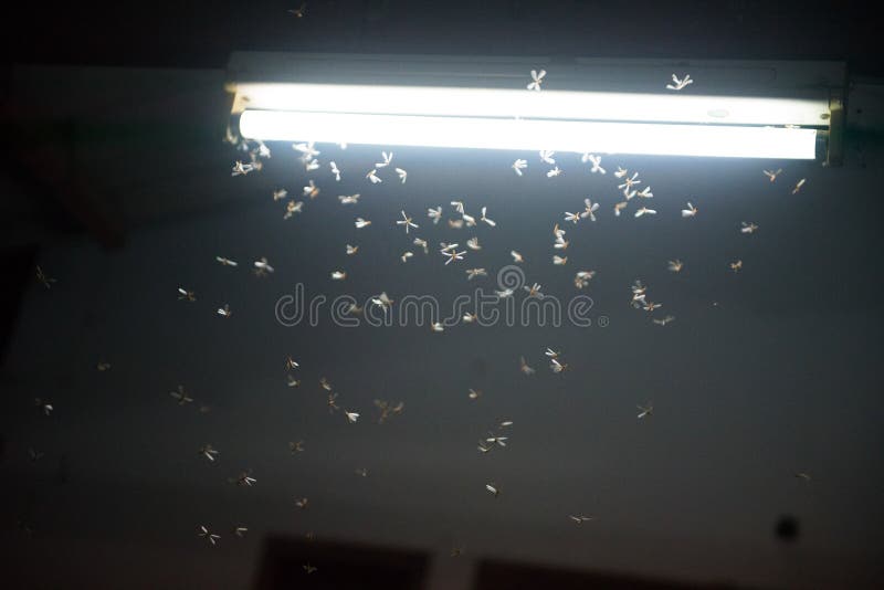 Moth Flying in the Fire ,the Neon Light in Night Time, it& X27;s ...