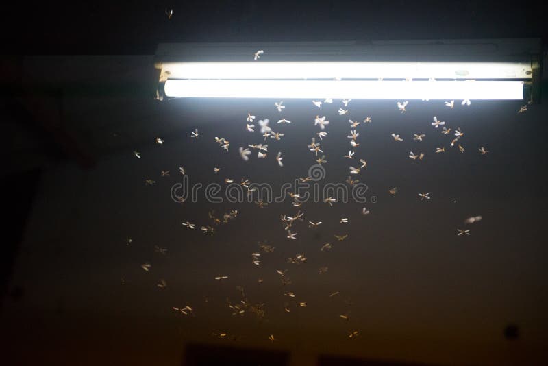 Moth Flying in the Fire ,the Neon Light in Night Time, it& X27;s ...