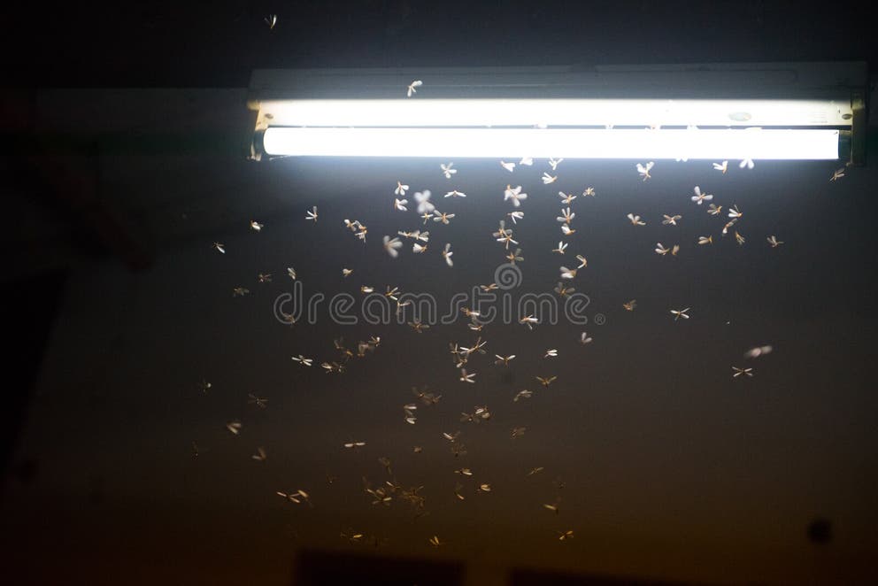 Moth Flying in the Fire ,the Neon Light in Night Time, it& X27;s ...