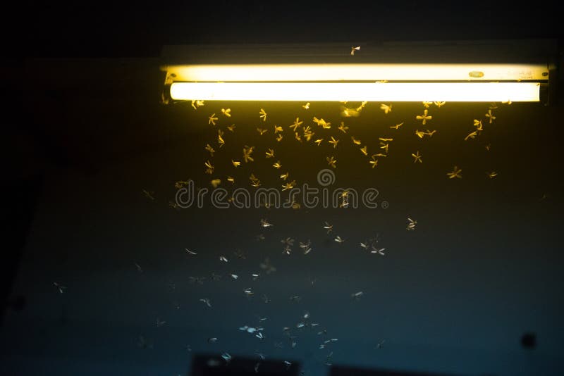 Moth Flying in the Fire ,the Neon Light in Night Time, it& X27;s ...