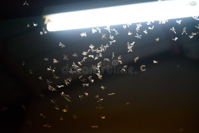 Moth Flying in the Fire ,the Neon Light in Night Time, it& X27;s ...