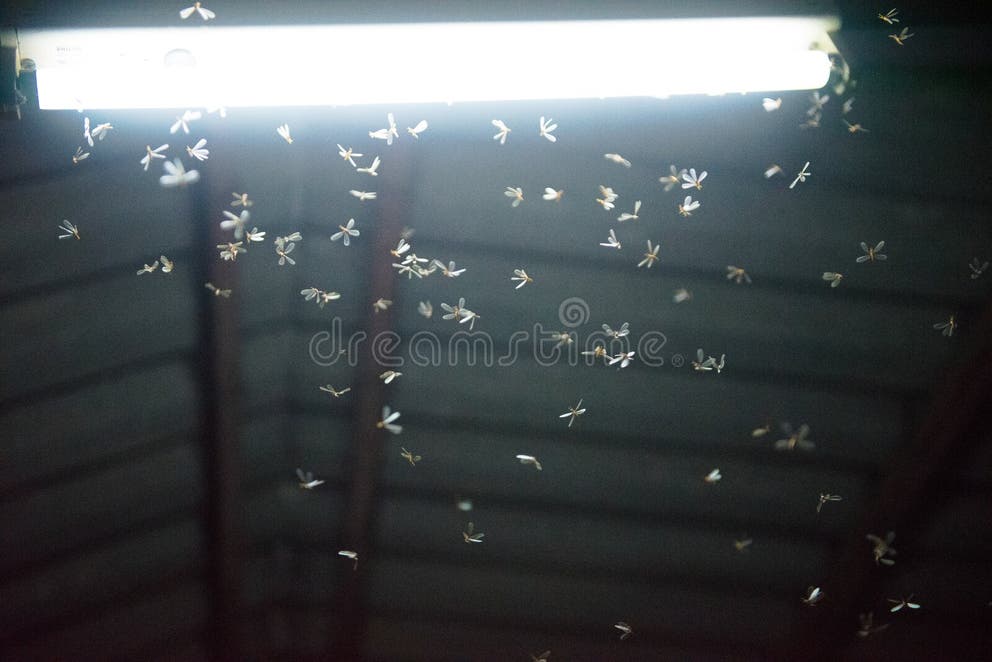 Moth Flying in the Fire ,the Neon Light in Night Time, it& X27;s ...