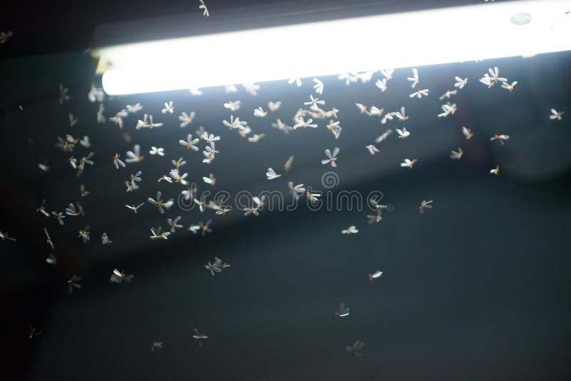 Moth Flying in the Fire ,the Neon Light in Night Time, it& X27;s ...