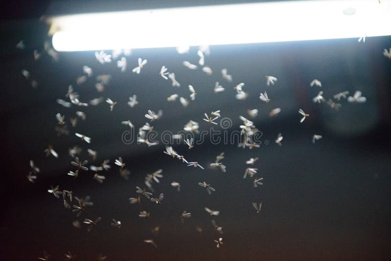 Moth Flying in the Fire ,the Neon Light in Night Time, it& X27;s ...