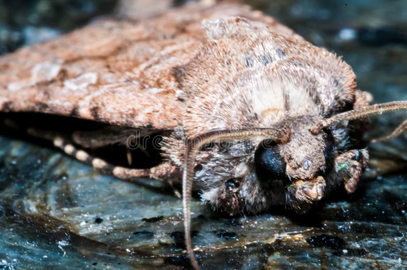 A Moth with a Fuzzy Head is Laying on a Surface Stock Image - Image of ...