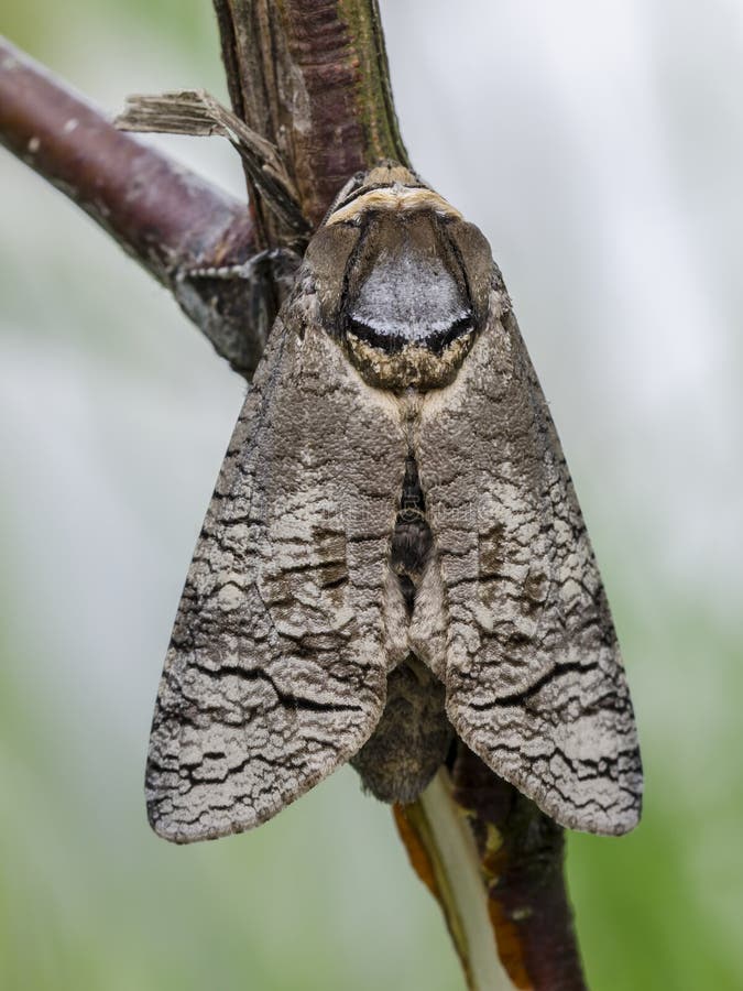 Moth collection stock image. Image of hawk, flight, collector - 122309875