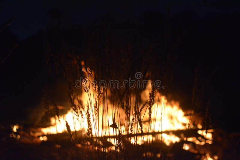 Moth on Grass Stem with Fire in Background Stock Photo - Image of ...