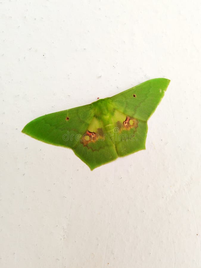 Moth green color stock image. Image of animal, cute - 107777807