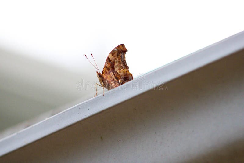 Moth on gutter stock image. Image of animal, moth, yellow - 256352229