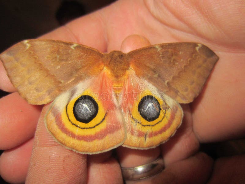 Moth On Hand. The Garden Tiger Moth Or Great Tiger Moth, Arctia Caja ...