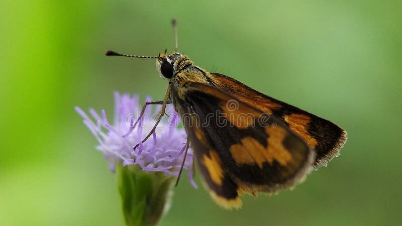 The Moth that Has Pattern Like Tiger but Not Predator Stock Image ...