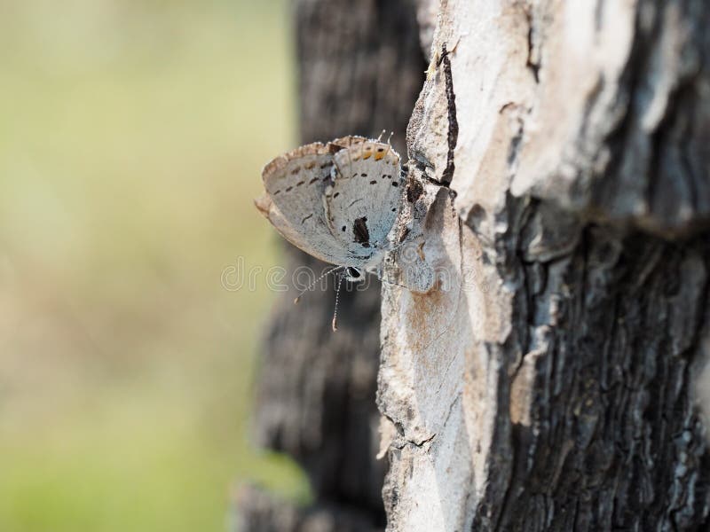 Moth Hidden in a Tree, Butterfly Close-up Stock Image - Image of danger ...