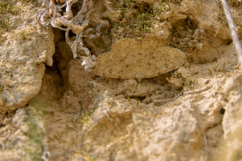 240 Hidden Moth Stock Photos - Free & Royalty-Free Stock Photos from ...