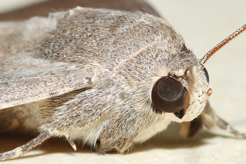 Moth stock photo. Image of full, alive, common, live - 61681420