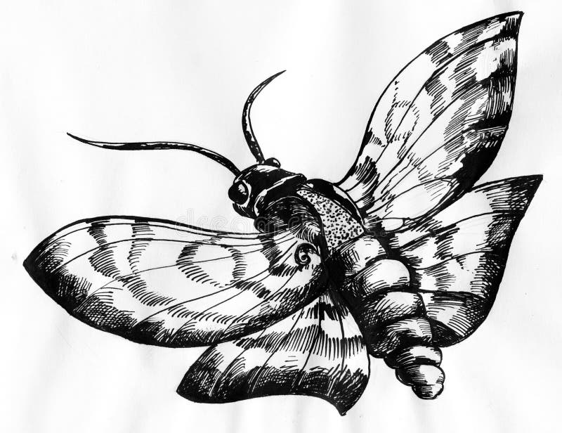 Moth ink drawing stock illustration. Illustration of sketchy - 49690487