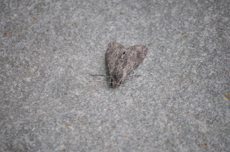 Moth insect animal stock photo. Image of insecta, order - 204596224