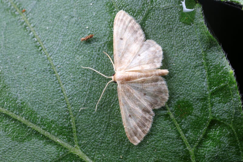 Moth Insects on Green Leaves Stock Photo - Image of green, macro: 380023090