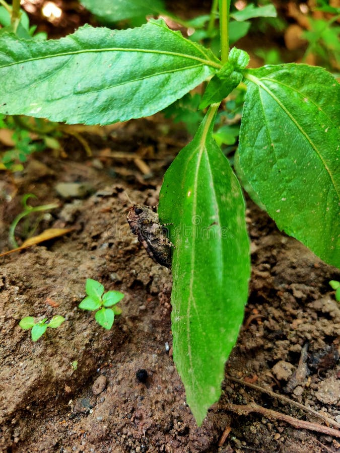 Moth Insects that Live Around Leaves and Soil Stock Photo - Image of ...