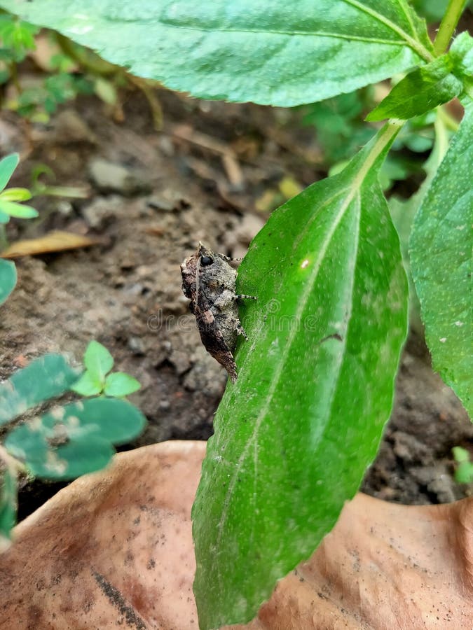 Moth Insects that Live Around Leaves and Soil Stock Image - Image of ...