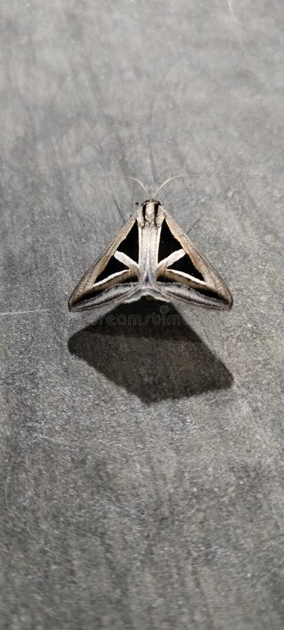 Moth Insects Resemble Paragliders Stock Photo - Image of paragliders ...