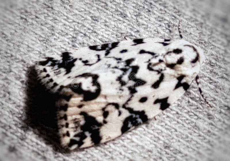 Moth Inside with a Smile on Its Head Stock Image - Image of head, wing ...