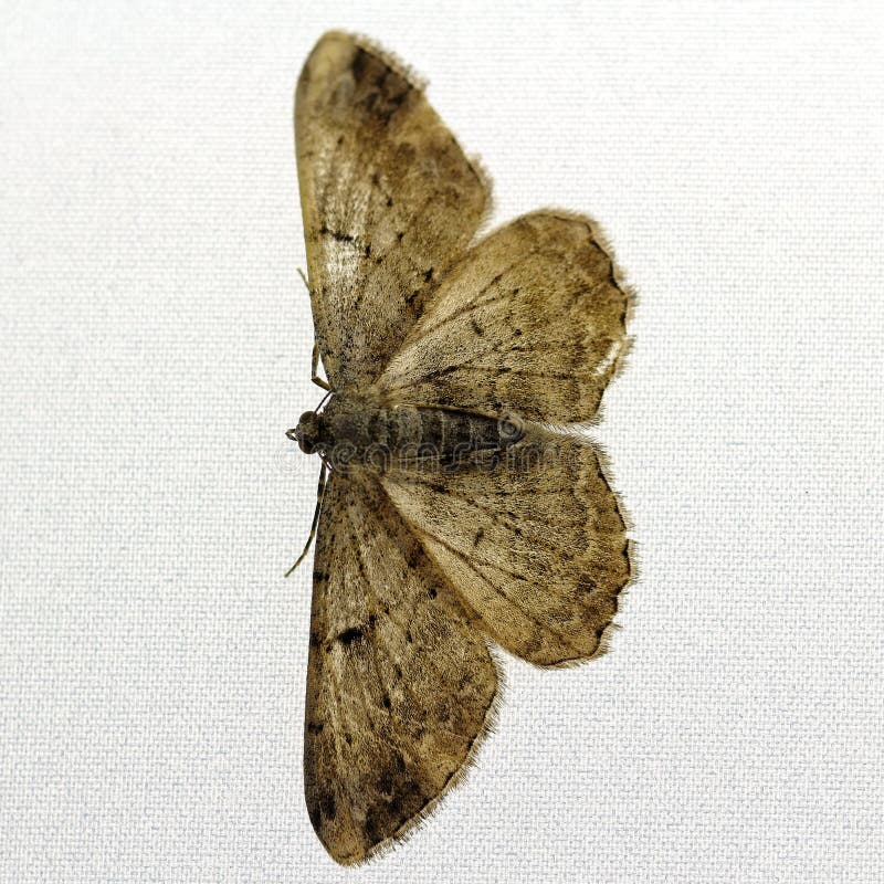 Moth Close-up Isolated on White Background Stock Image - Image of ...