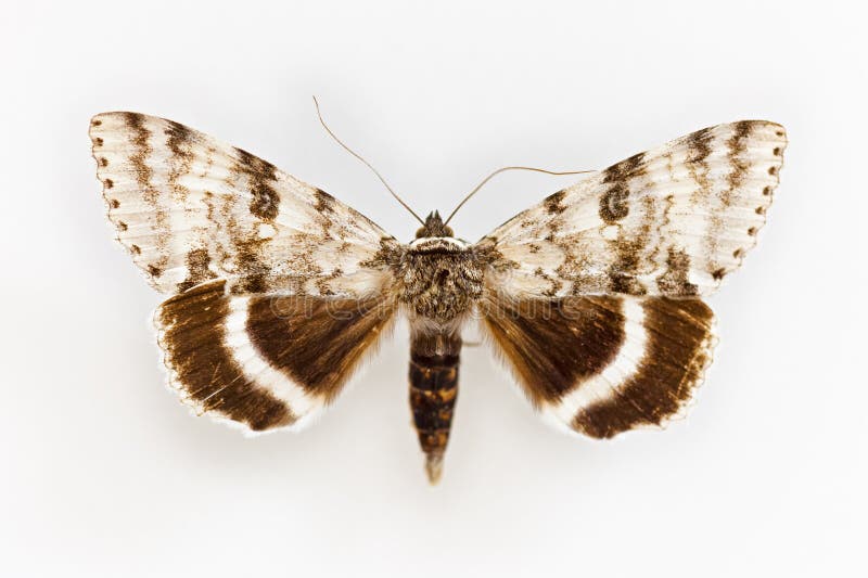 Moth Isolated on White Background Stock Photo - Image of antenna, hairy ...