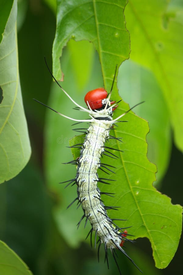Moth larva stock image. Image of acrobat, dudusa, butterfly - 34258191