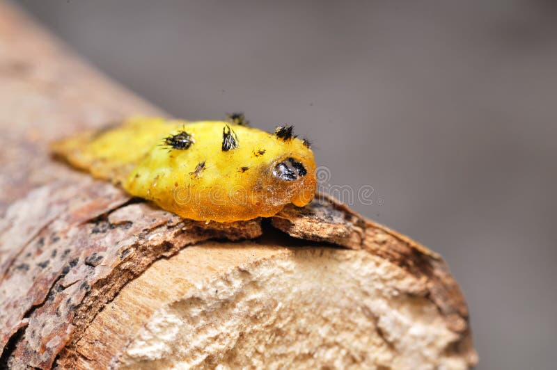Moth larvae stock photo. Image of growth, ecology, summer - 307100358