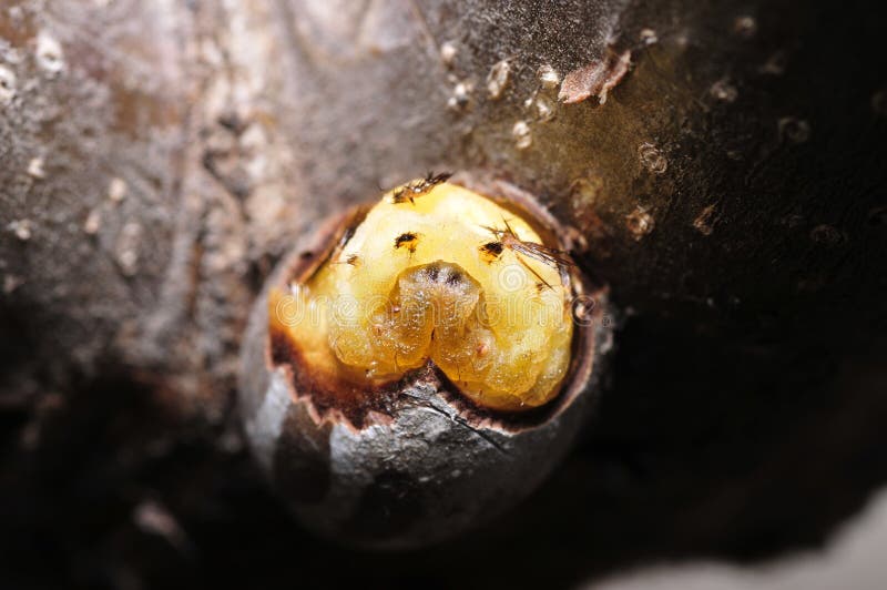 Moth larvae stock photo. Image of summer, moth, ecology - 307100380