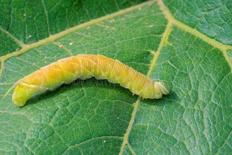 Moth larvae stock photo. Image of insects, animal, leaf - 280569826
