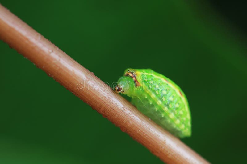Moth Larvae on Plants in Nature Stock Photo - Image of moth, leaf: 394957282