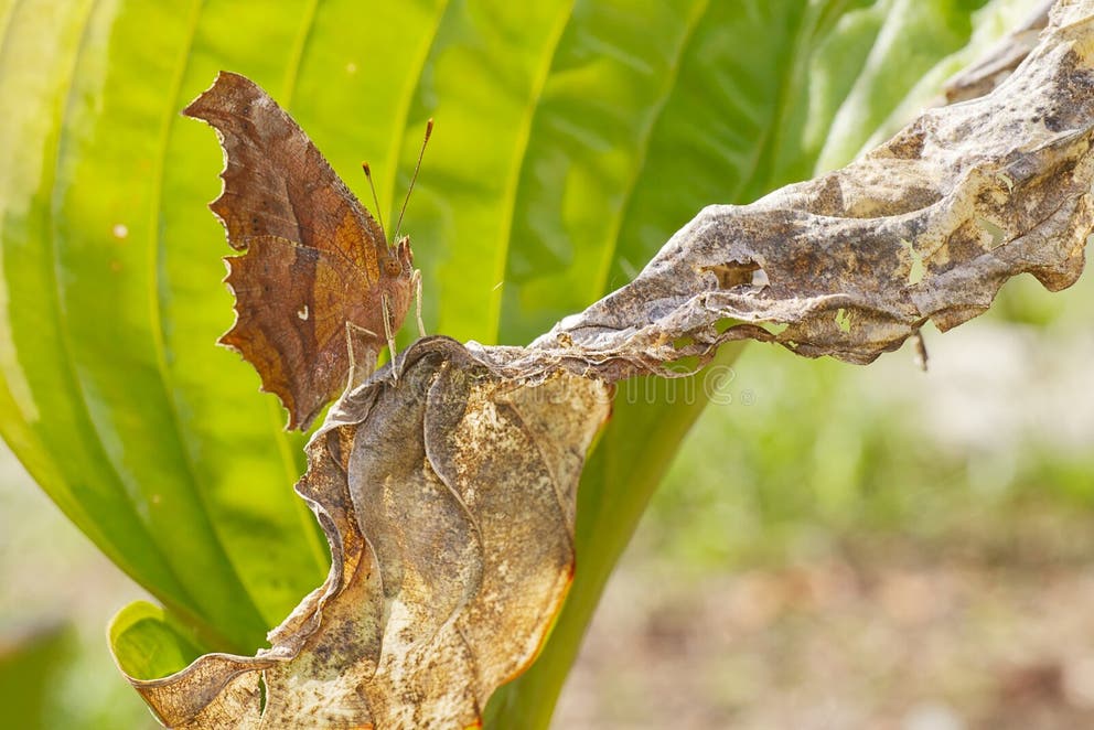 Moth on a decaying leaf stock photo. Image of close - 292221118