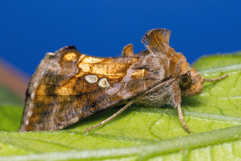 Moth on a dry leaf stock image. Image of bumped, moth - 51660987