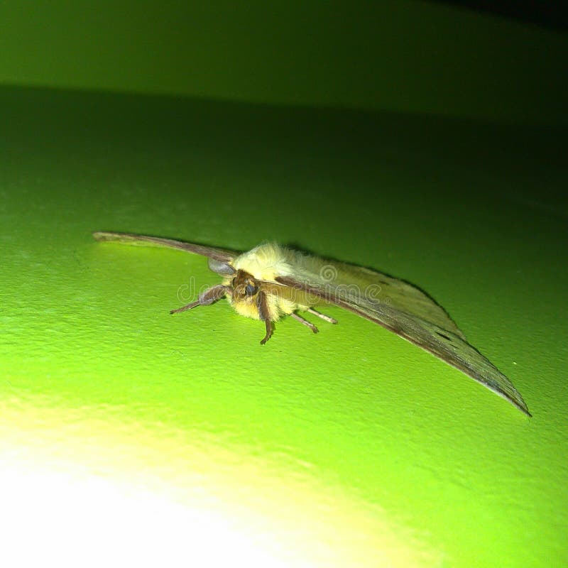 Moth and light stock image. Image of light, lamp, insect - 156476537