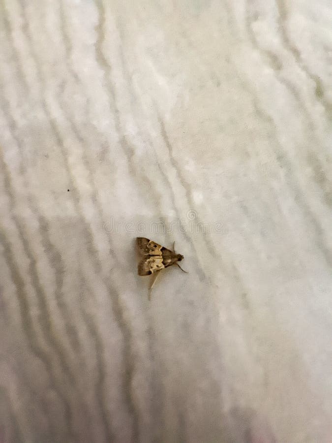 A Moth Lying on Textured Background Stock Photo - Image of beige ...