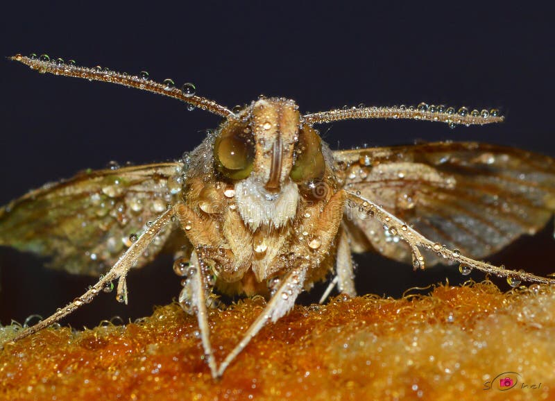 Moth stock image. Image of bestmacro, moth, zoom, macro - 91286651