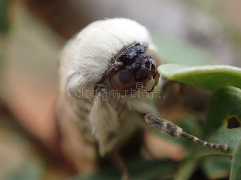 Moth Mimicking Bird Dropping Stock Image - Image of south, madikwe ...