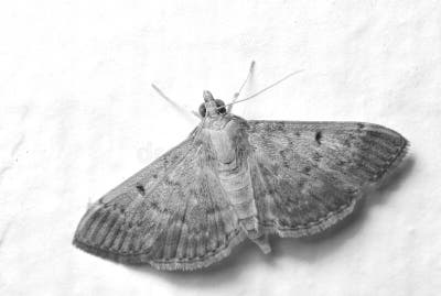 Moth in Monochrome stock image. Image of butterfly, harvest - 14006979