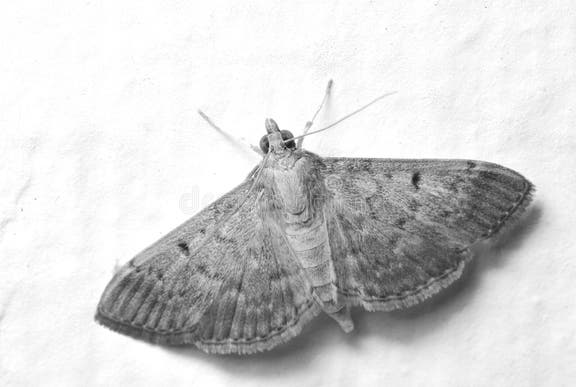 Moth in Monochrome stock image. Image of butterfly, harvest - 14006979