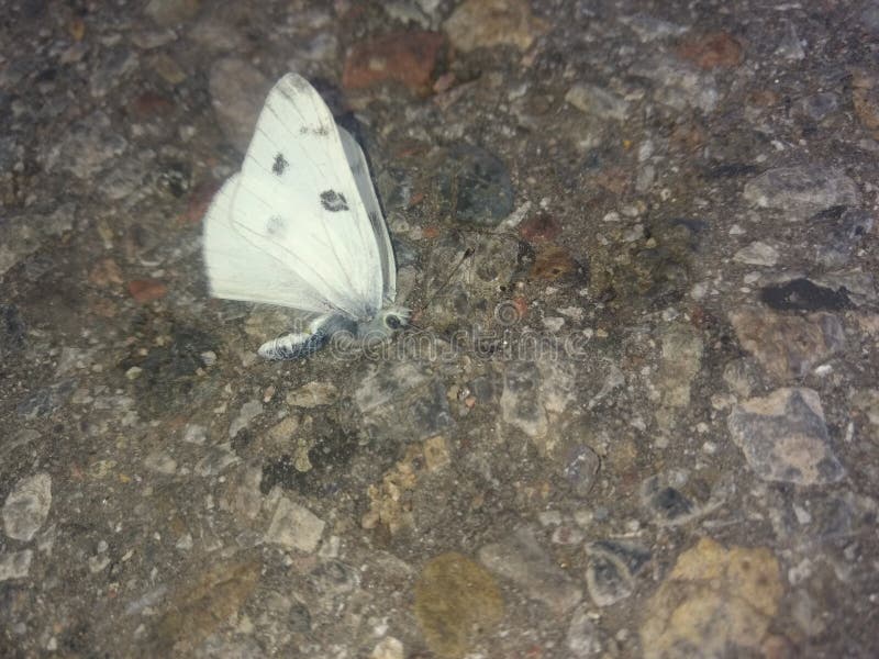 Moth stock photo. Image of insect, butterfly, moth, white - 150081022