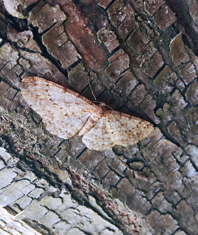 Moth stock photo. Image of bark, hide, camouflage, nature - 156819990