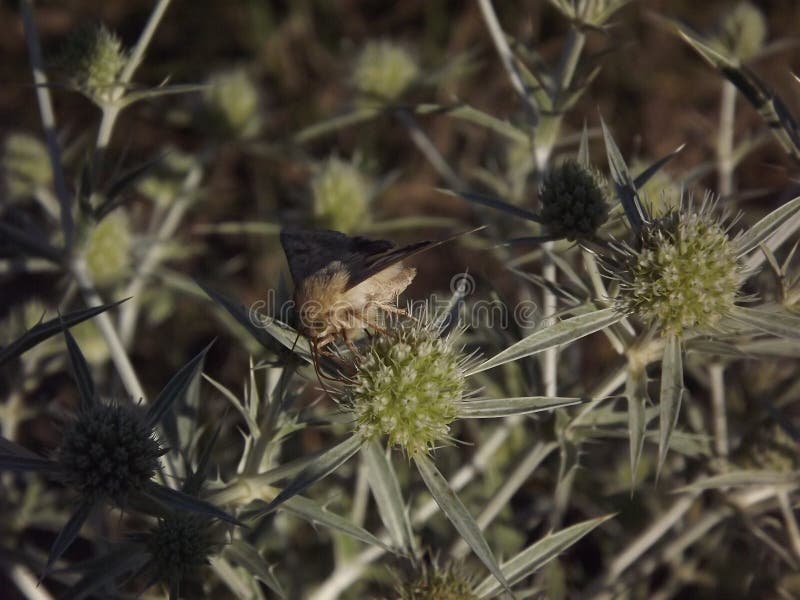 Moth stock photo. Image of asian, annuus, closeup, daisy - 221305120