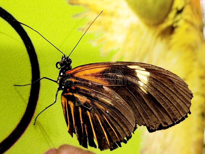 Butterfly Collection at the Museum of Natural History, NYC Editorial ...
