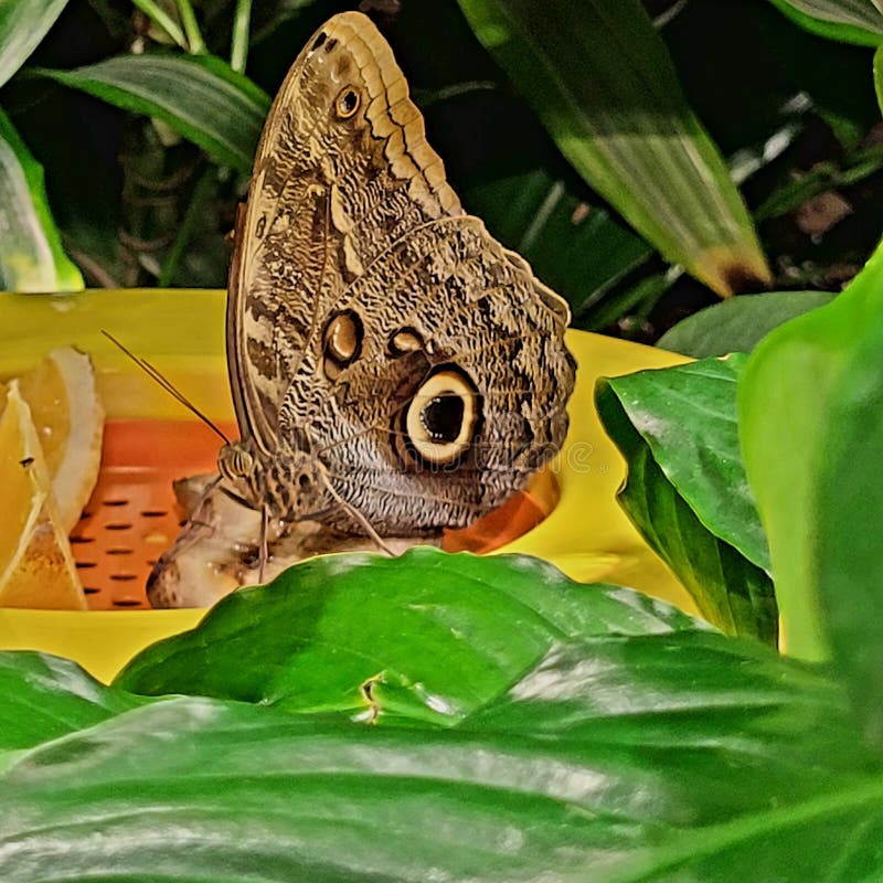 Butterfly Collection at the Museum of Natural History, NYC Editorial ...