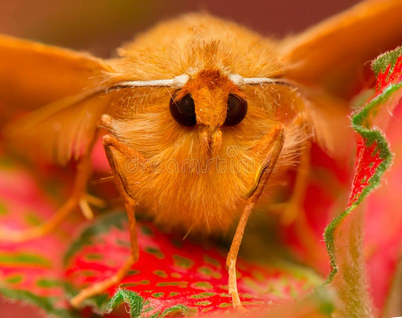 Moth stock image. Image of wings, outdoor, wild, spider - 45698815