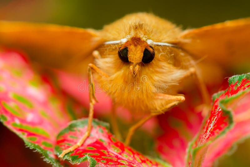 Moth stock image. Image of brown, beauty, saturniidae - 21524847