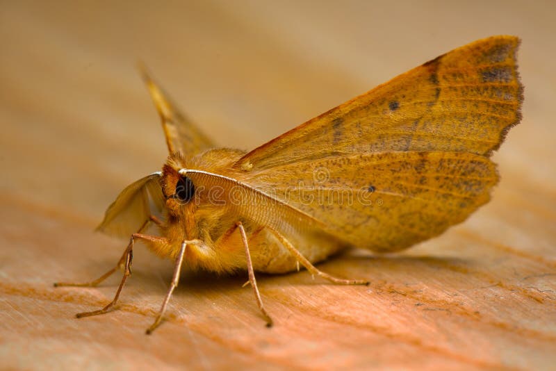 Moth stock image. Image of brown, beauty, saturniidae - 21524847